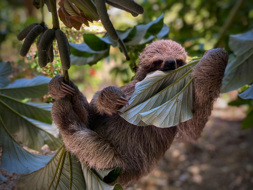 Goto - AJ´s Monkeys & Sloths