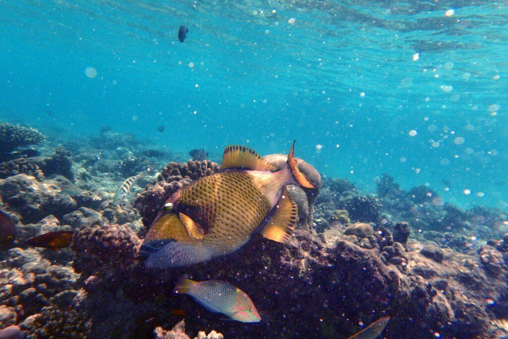 Sandy Bay - AJ´s Monkeys & Sloths